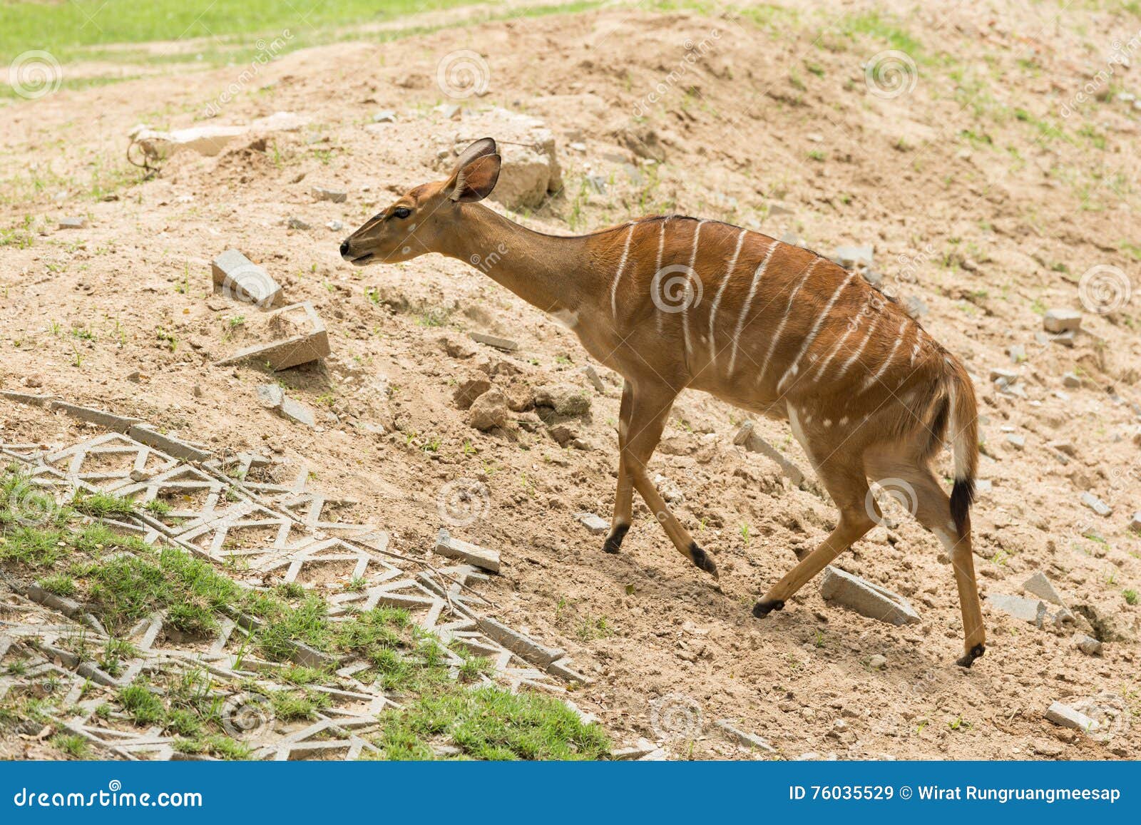 Female Nyala (striped Deer) Stock Image - Image of color, face: 76035529