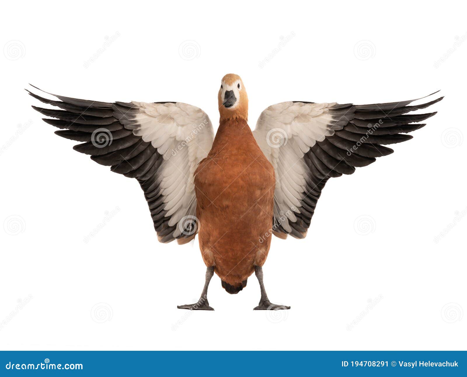 Female Ogar Stock Photos - Free & Royalty-Free Stock Photos from Dreamstime