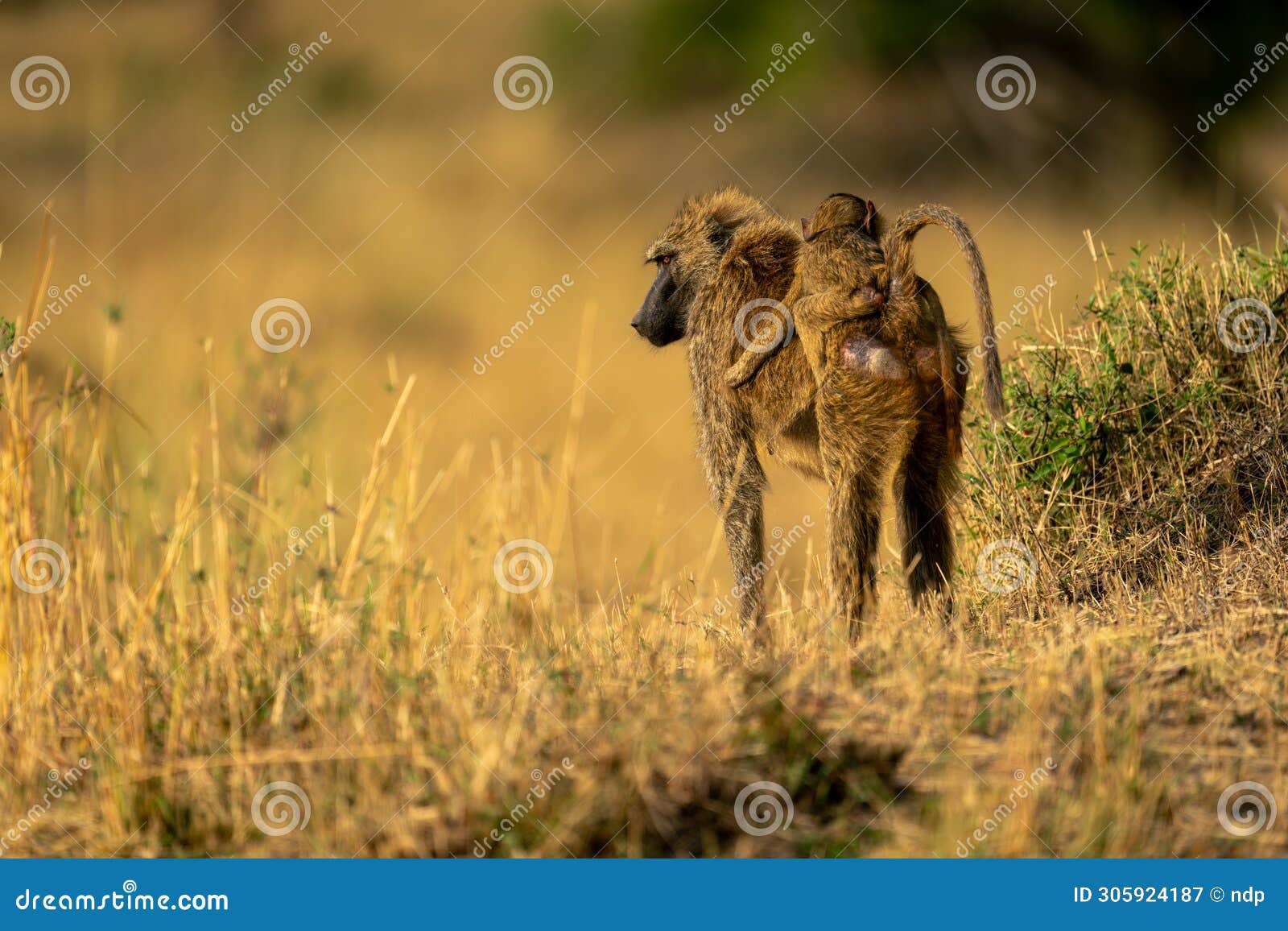 Female Olive Baboon Carrying Baby on Back Stock Image - Image of monkey ...