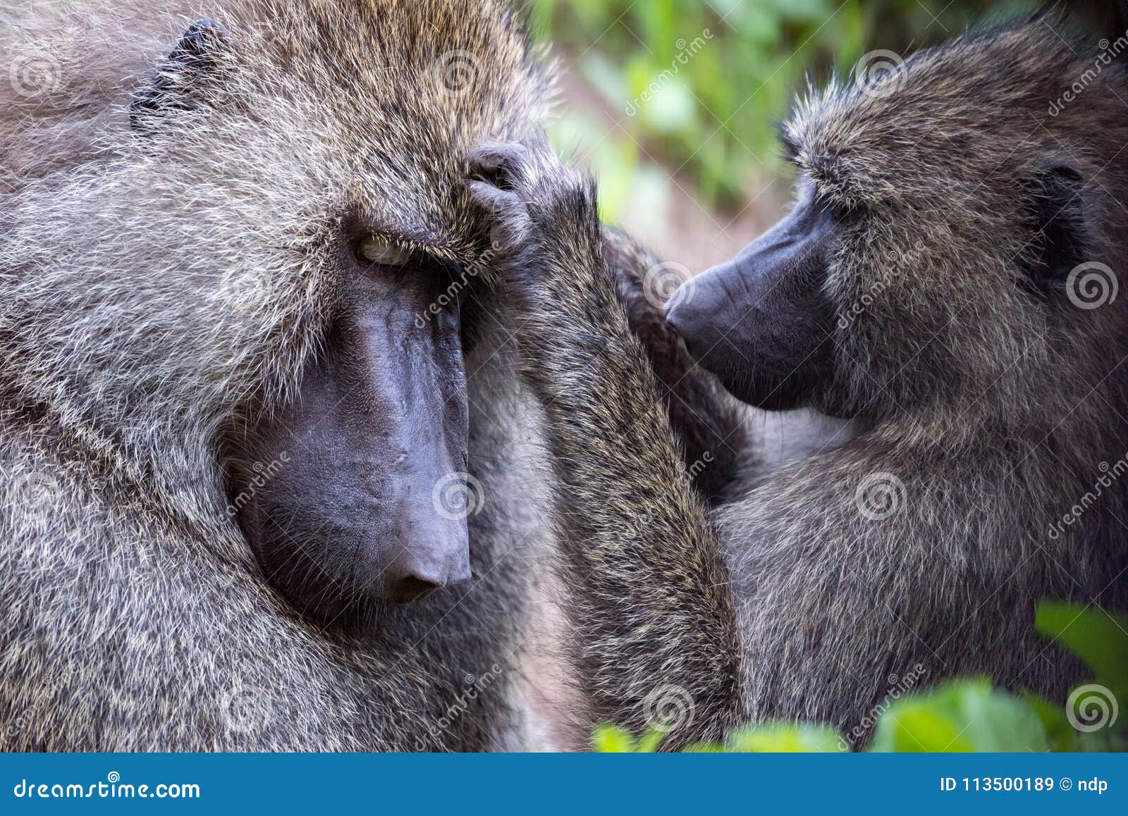 Female Olive Baboon Grooming Mate in Close-up Stock Image - Image of ...