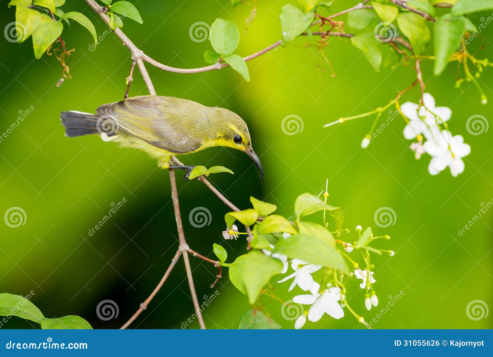 Female Olive-backed Sunbird Stock Photo - Image of garden, scenic: 31055626