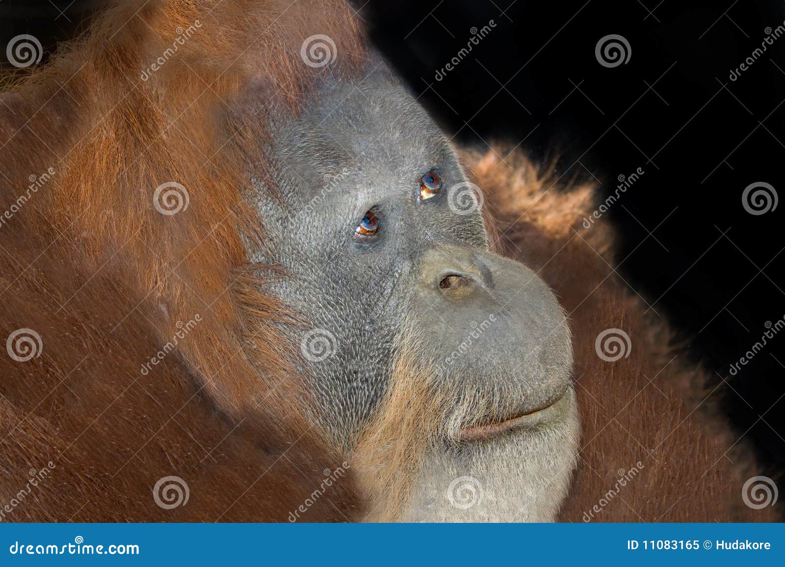 Female Orangutan stock image. Image of uran, orange, simian - 11083165