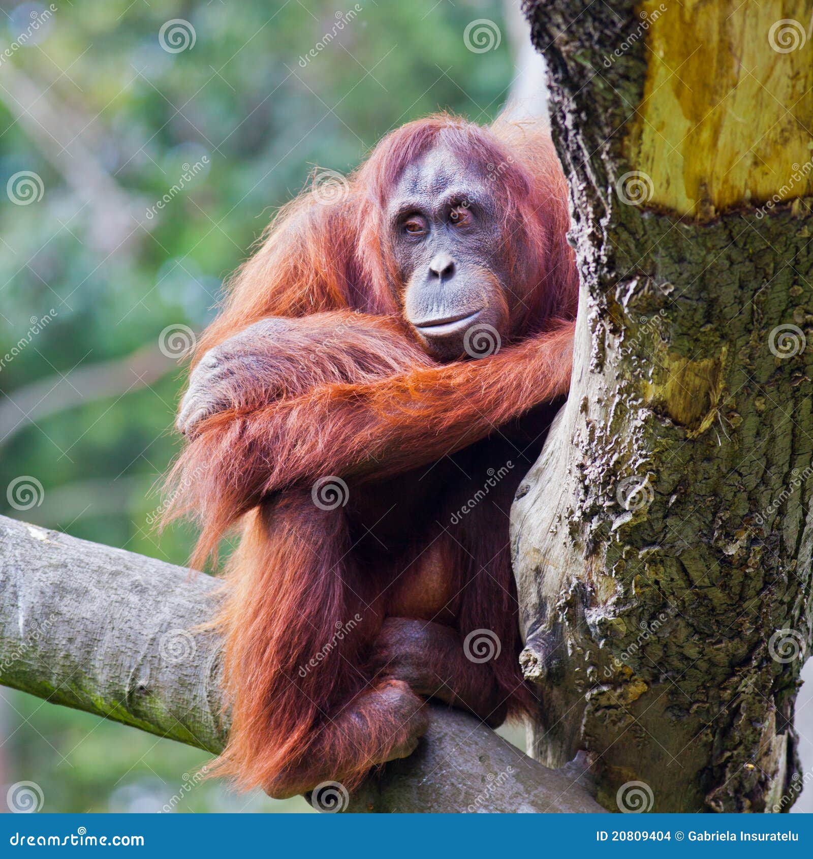 Female Orangutan stock photo. Image of pygmaeus, square - 20809404