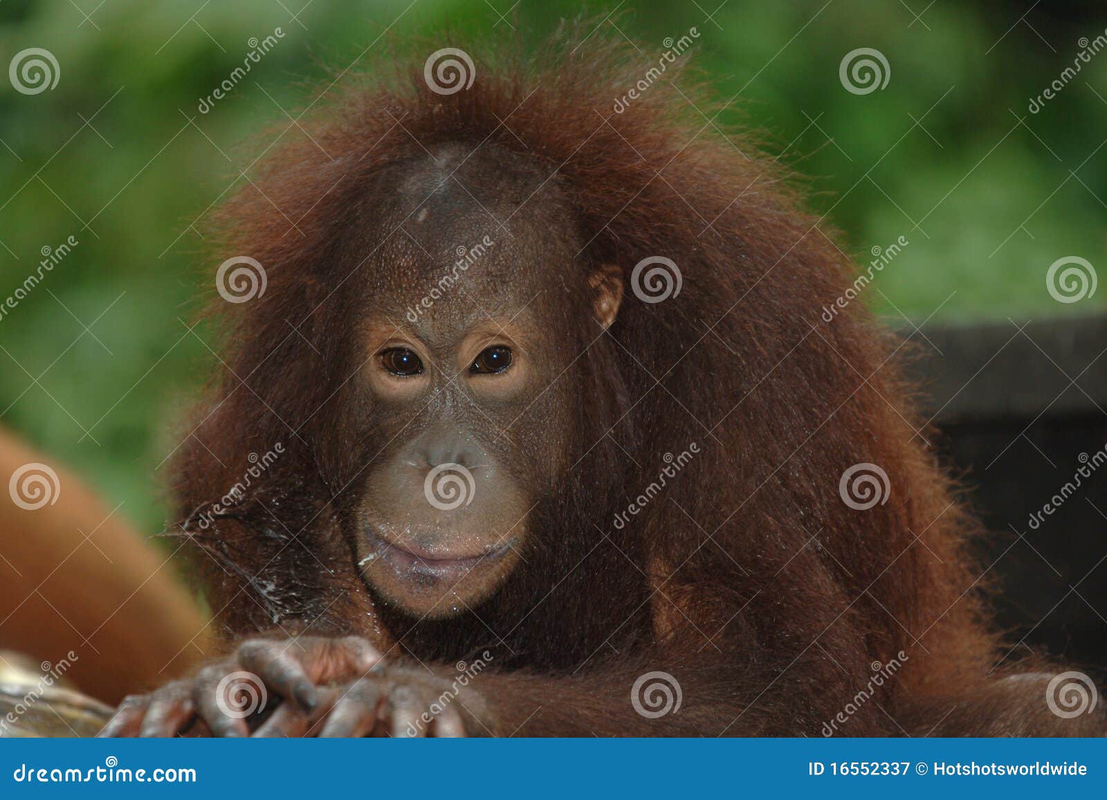 Female Orangutan, Borneo, Asia Orange Monkey Stock Image - Image of ...