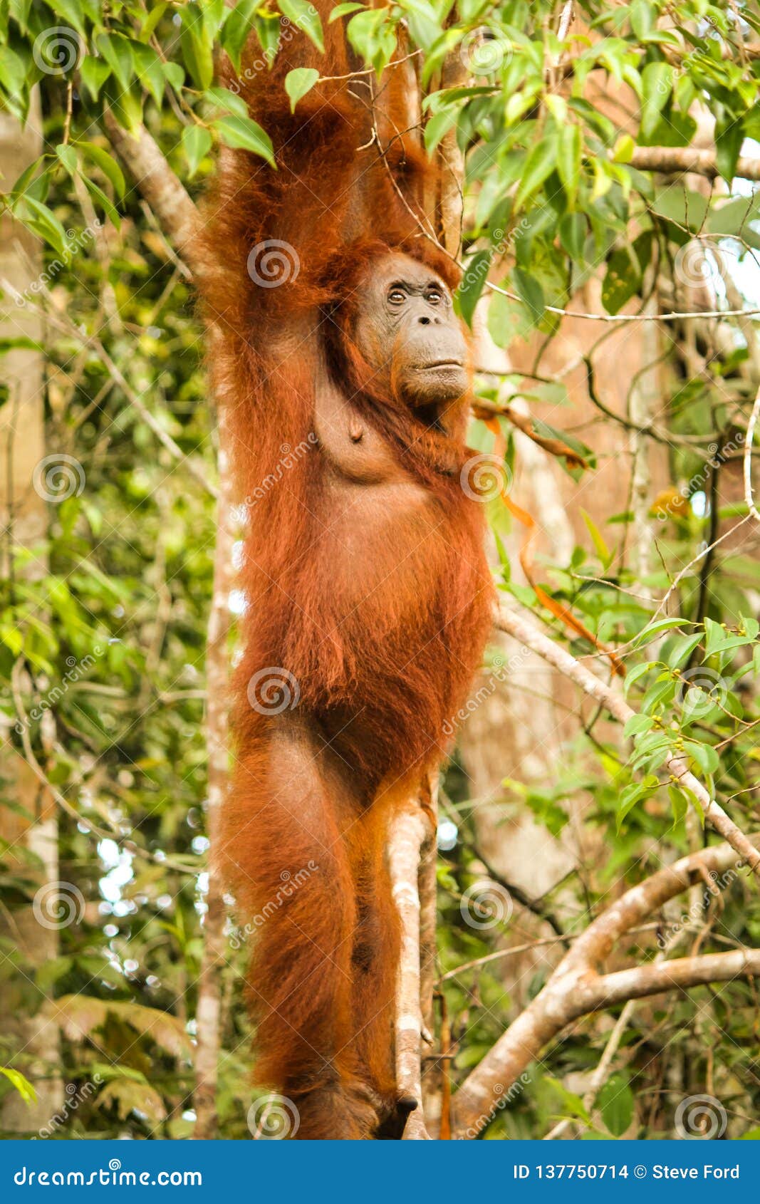 Female Orangutan Hanging from a Tree Stock Photo - Image of cute ...