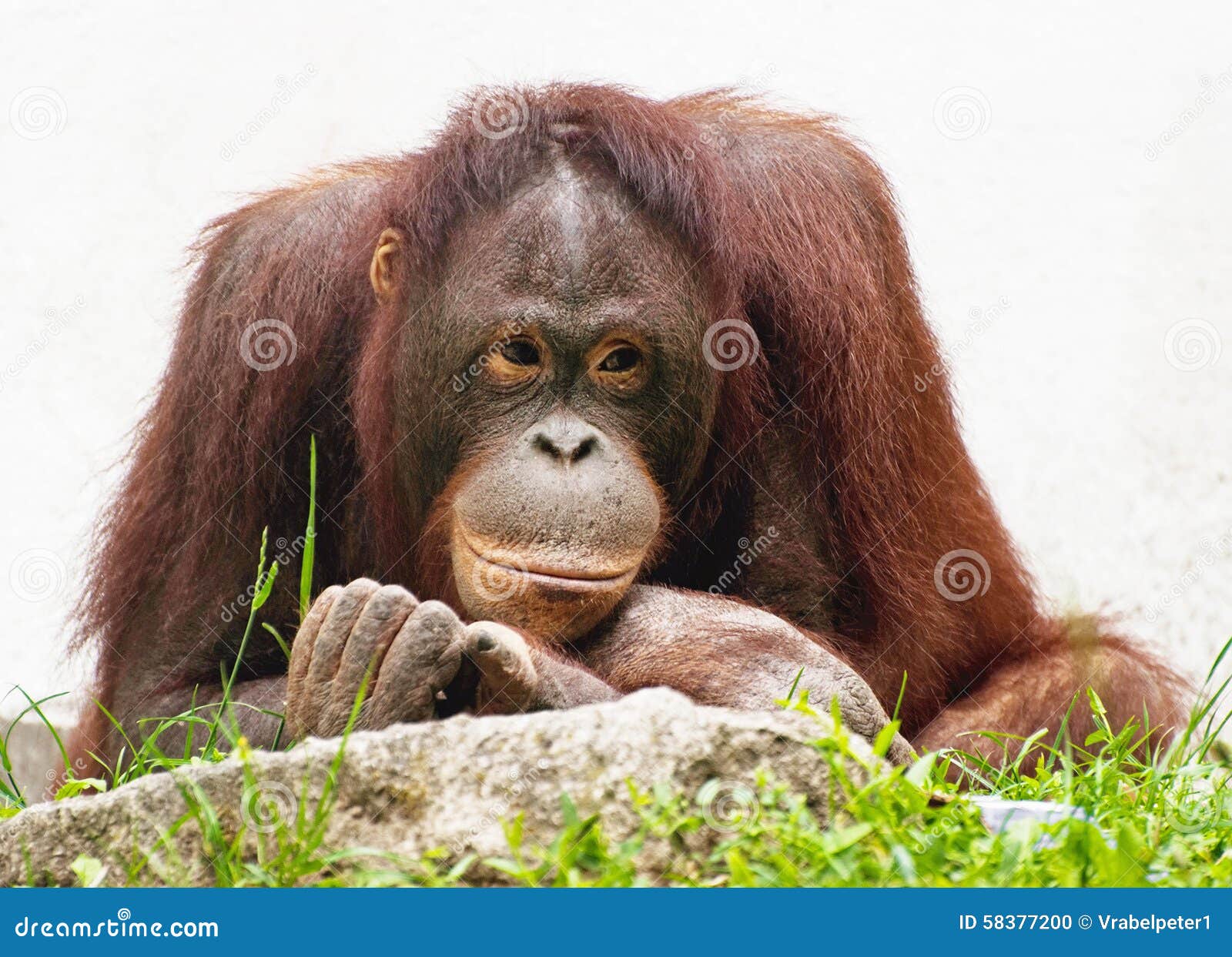Female of Orangutan Relaxing (Pongo Pygmaeus) Stock Photo - Image of ...