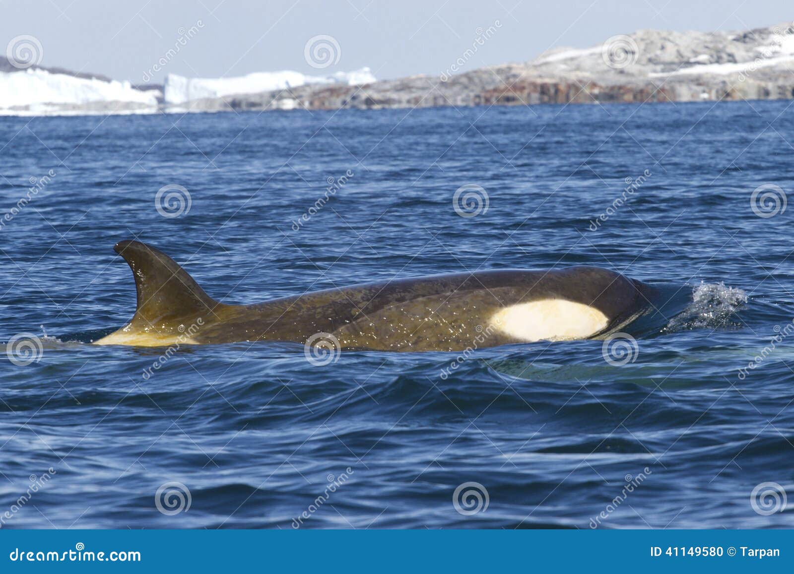 Female Orca or Killer Whale Floating Along the Antarctic Islands Stock ...