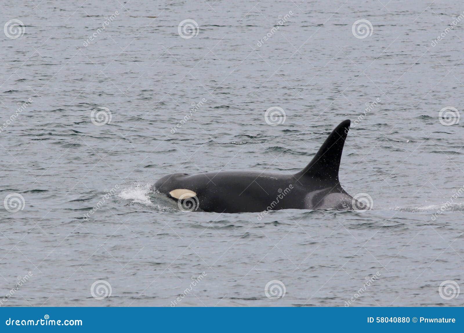Two Female Orca Or Killer Whales Swimming In Antarctic Stock Image ...
