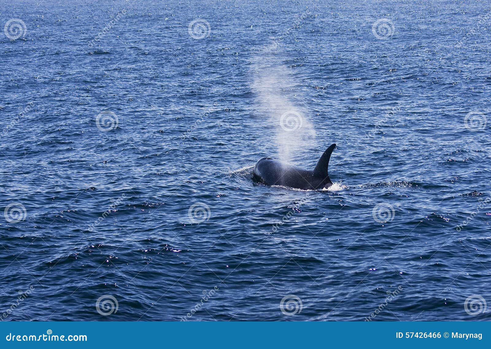 Female orca whale stock photo. Image of mammals, victoria - 57426466