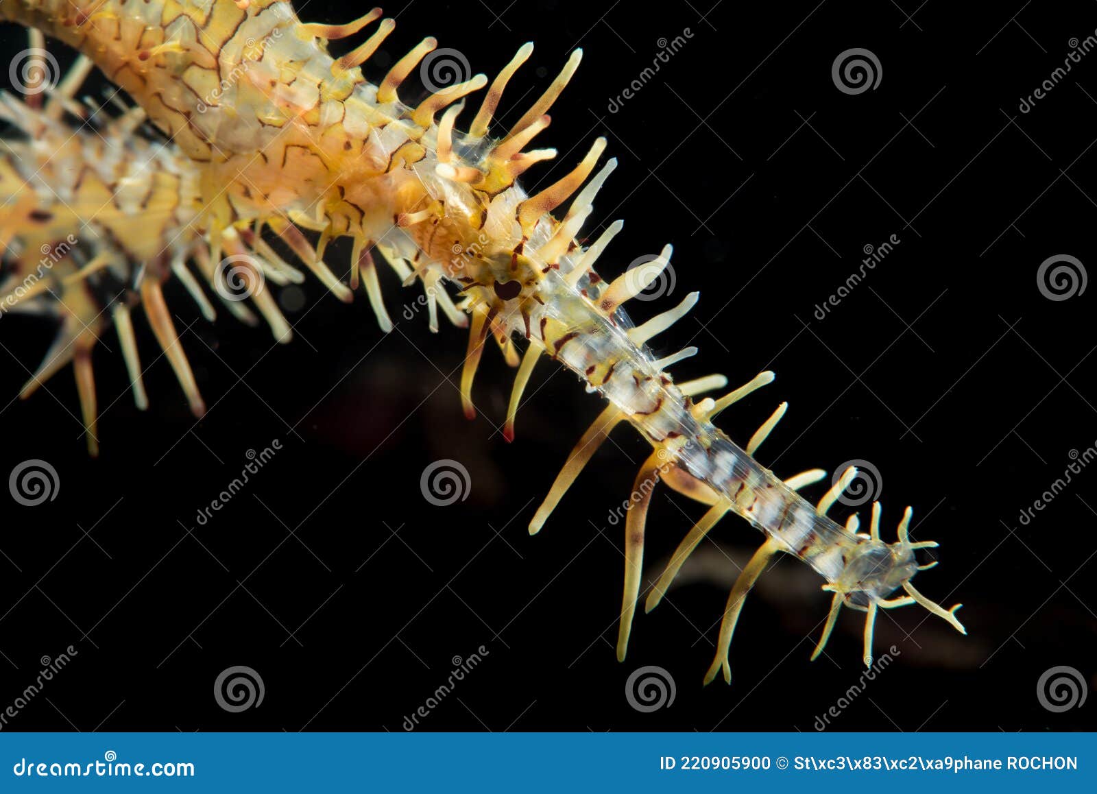 Female Ornate Ghost Pipefish Stock Photo - Image of close, asia: 220905900