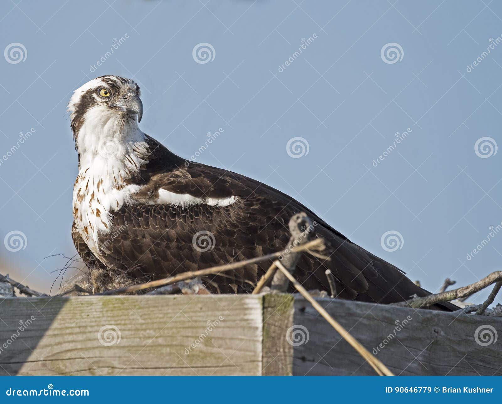 Female Osprey stock image. Image of head, landscape, animal - 90646779