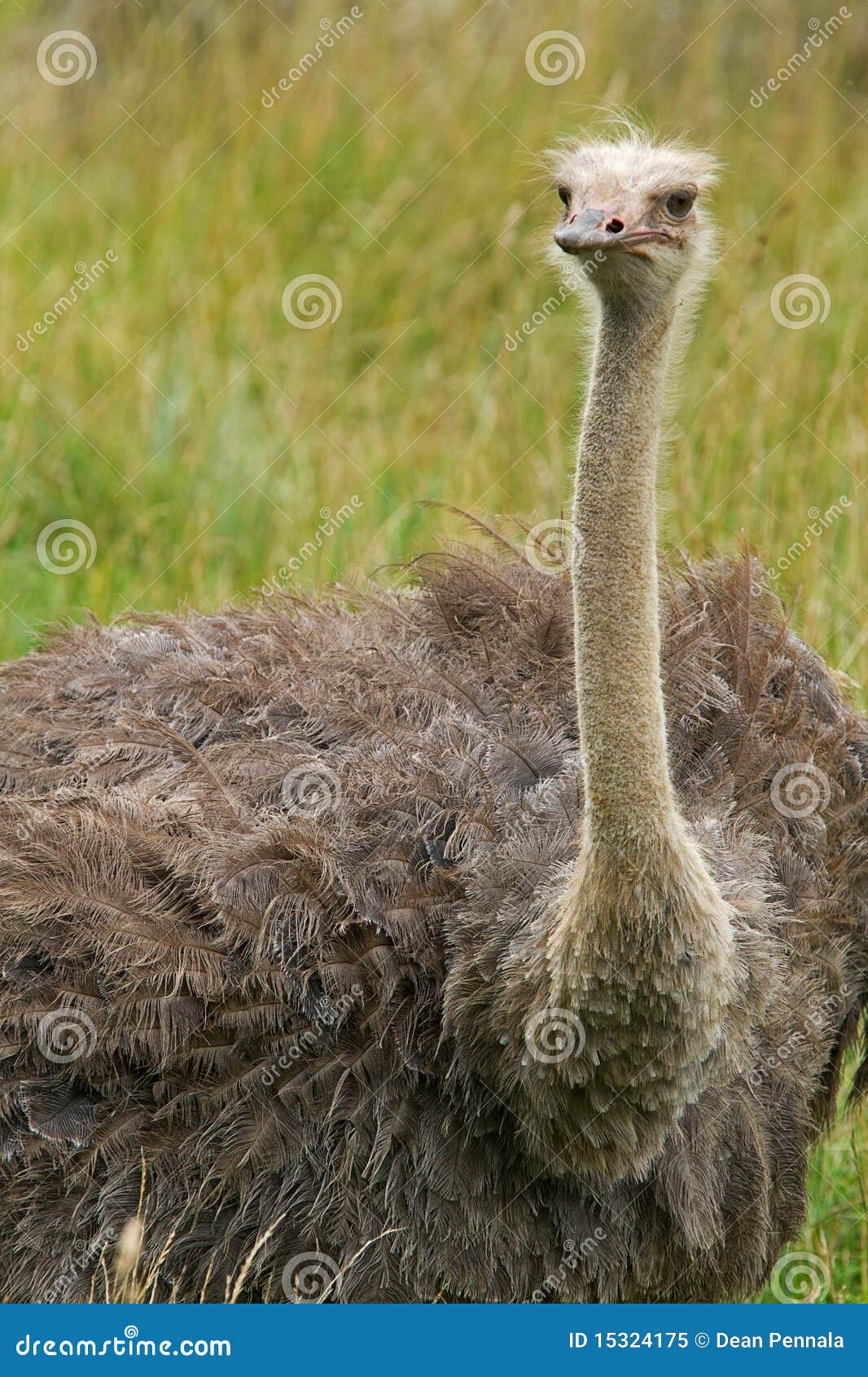 Female Ostrich stock image. Image of animal, nature, wildlife - 15324175