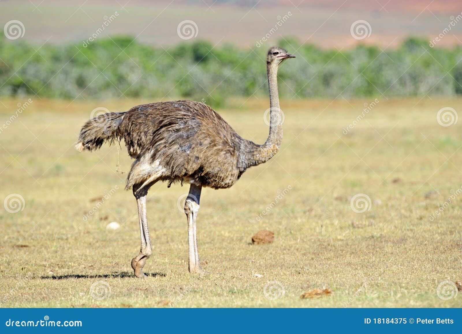 Female Ostrich Portrait With Green Background. Stock Photo ...