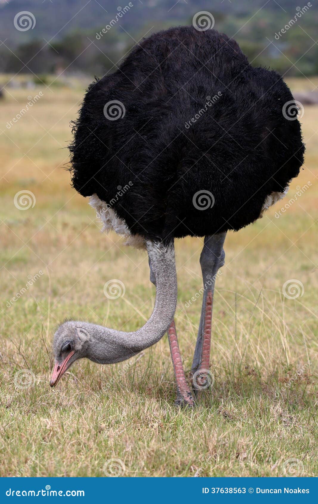 Female Ostrich Bird stock image. Image of african, inquisitive - 37638563
