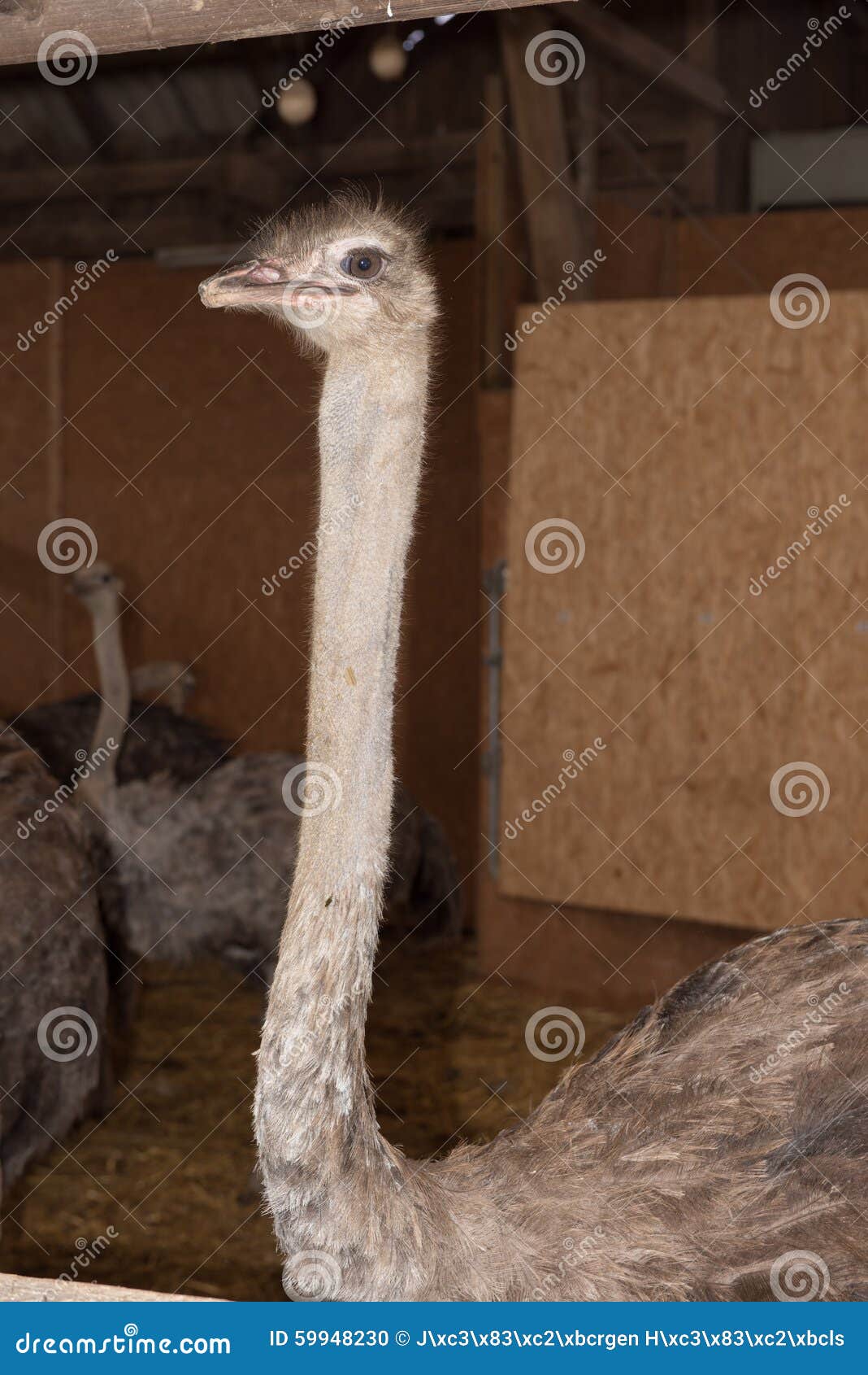 Female Ostrich with Long Neck Stock Photo - Image of ground, animal ...