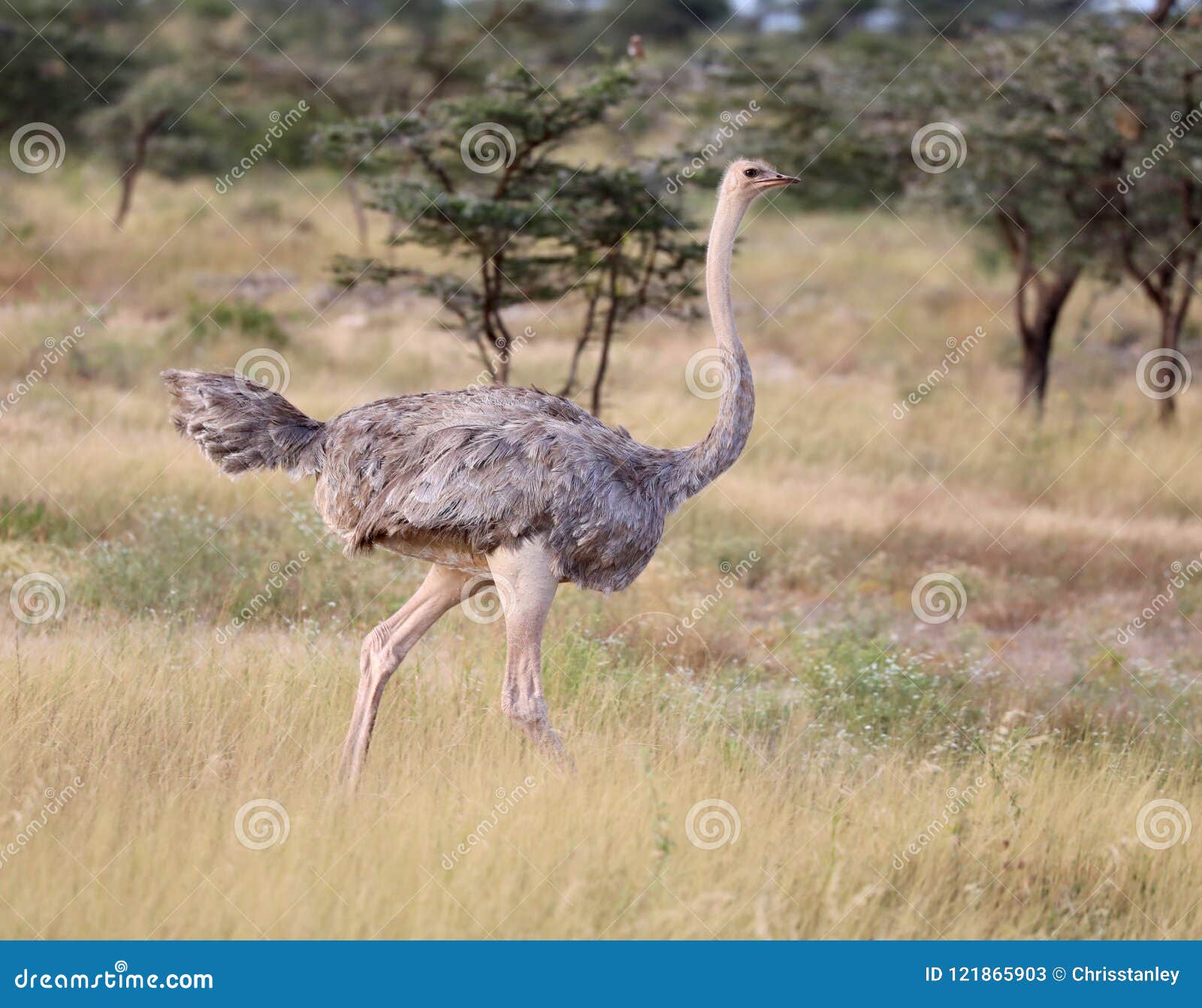 Female Ostrich Portrait With Green Background. Stock Photo ...