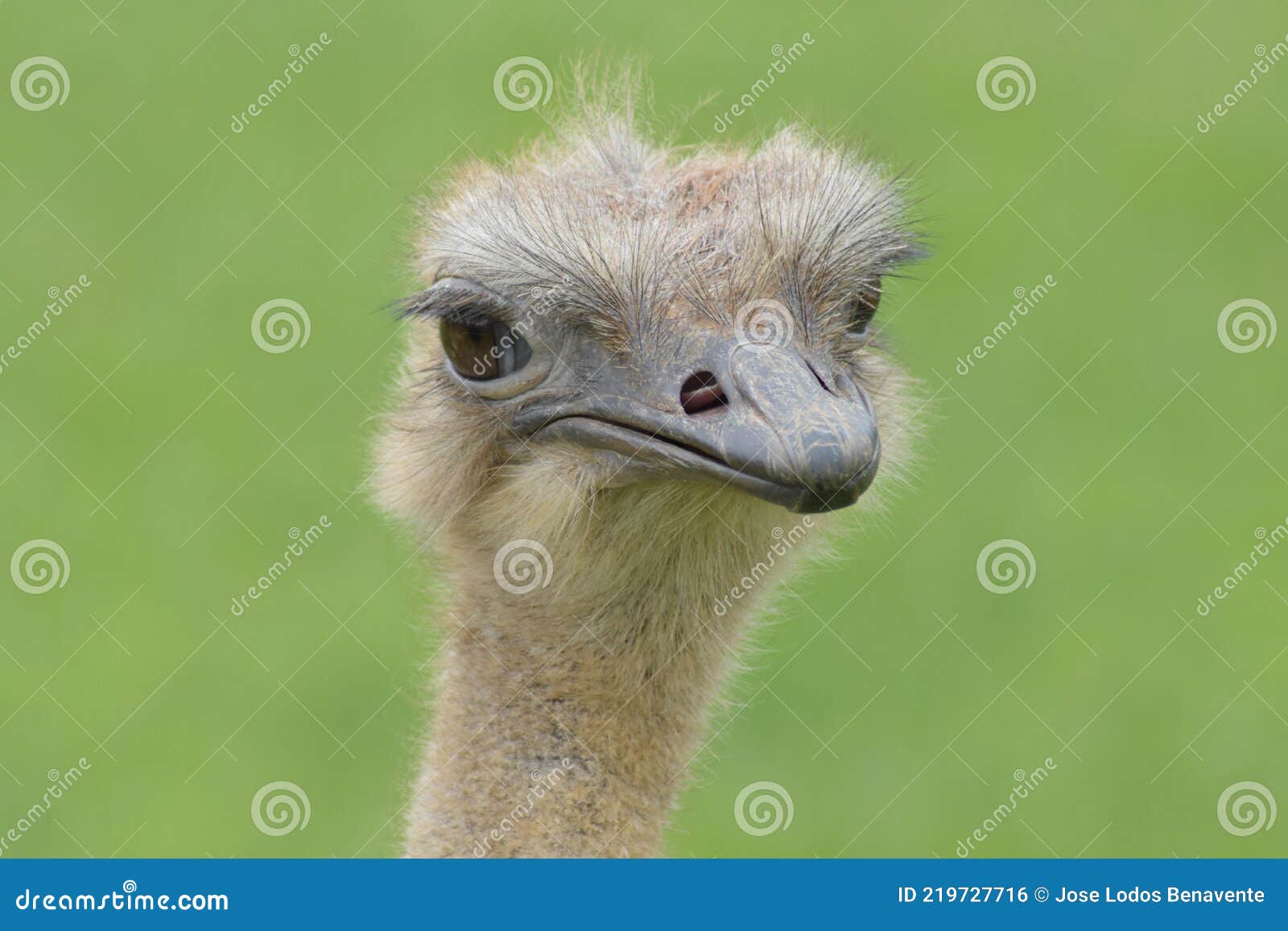 Female Ostrich Portrait with Green Background. Stock Photo - Image of ...