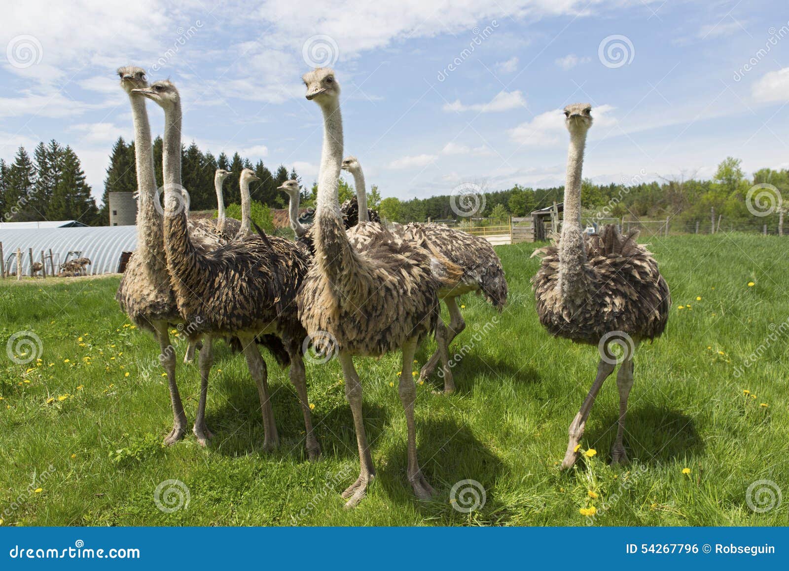 Female Ostrich stock photo. Image of meat, savanna, tree - 54267796