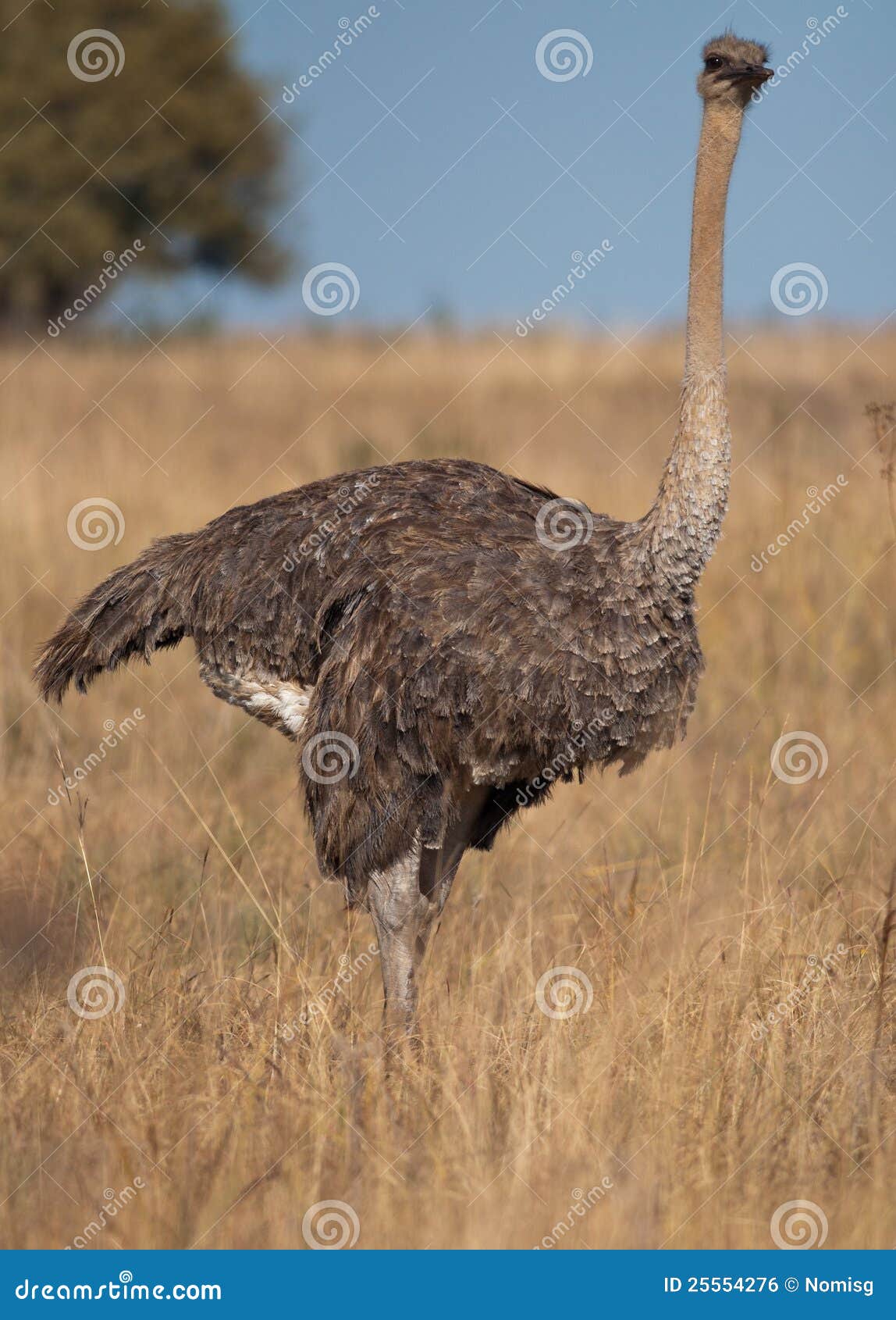 Female ostrich standing stock photo. Image of reserve - 25554276