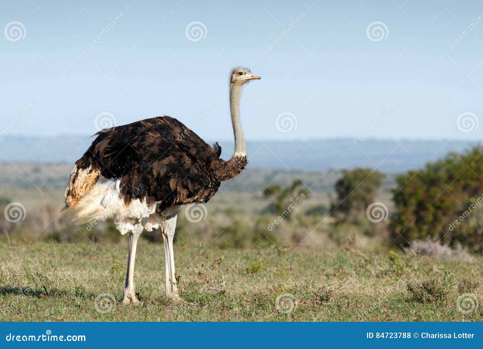 Female Ostrich Standing Straight Stock Photography | CartoonDealer.com ...