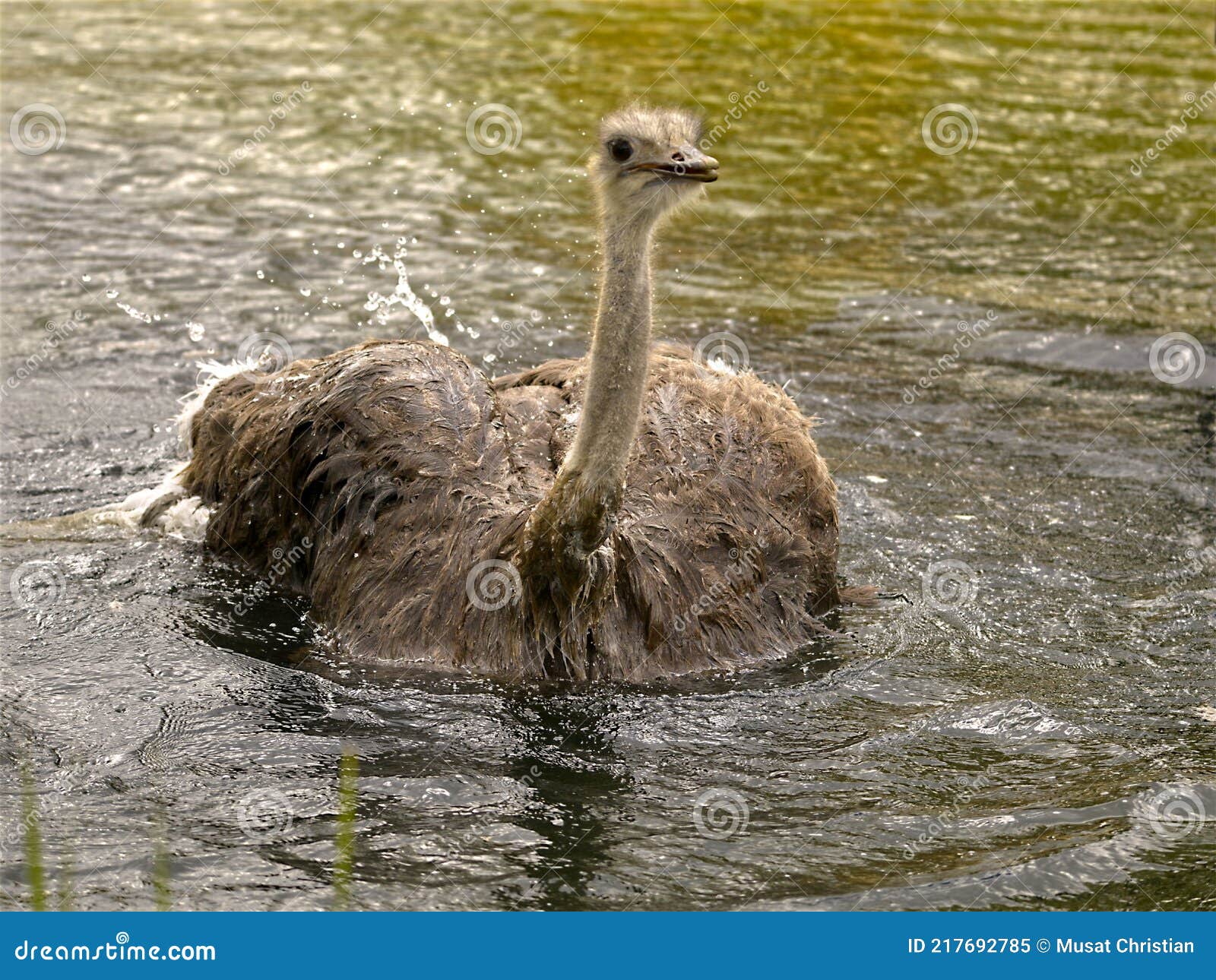 Female Ostrich Resting On The Grass. Stock Photo | CartoonDealer.com ...