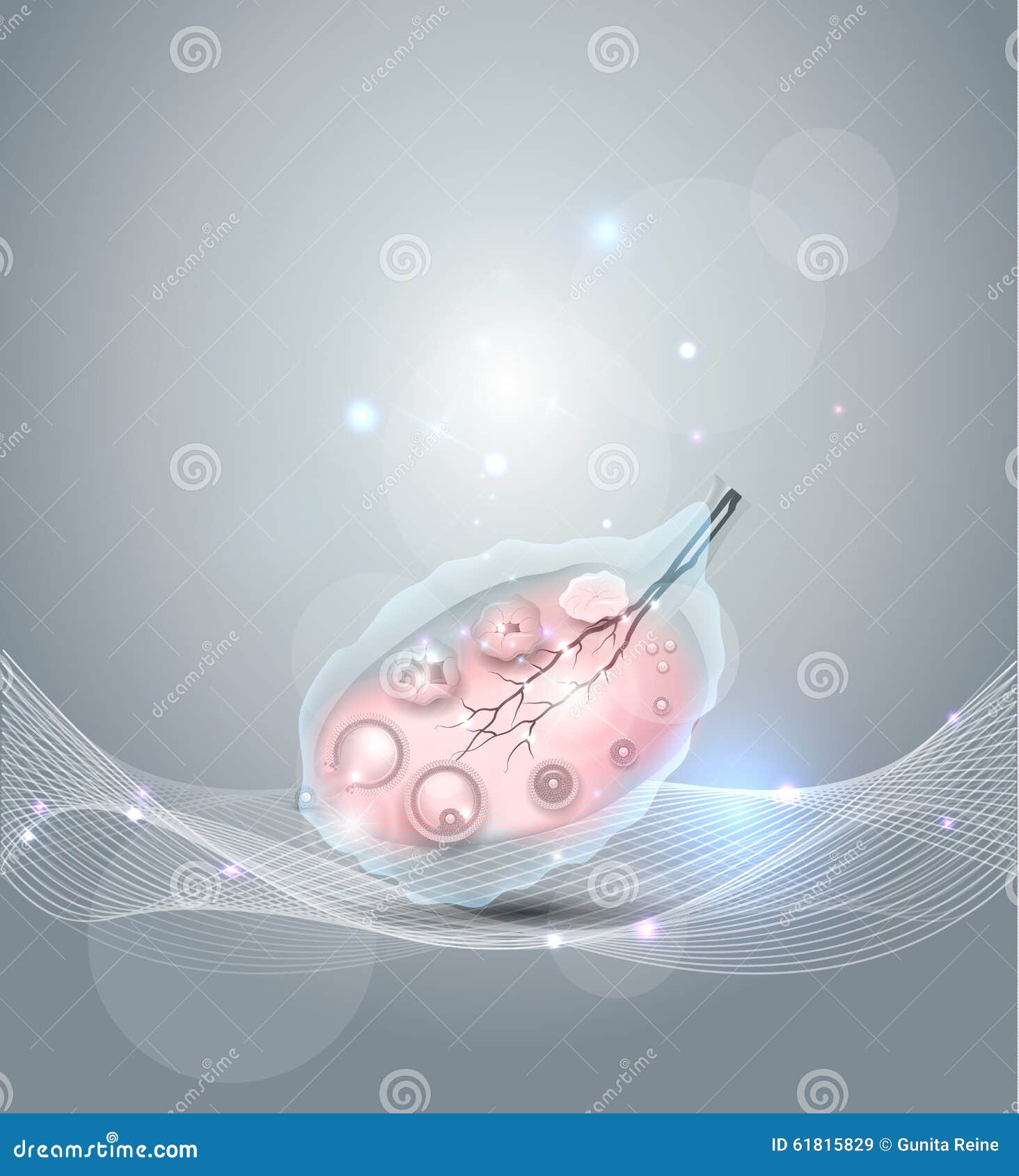 Female Ovary Abstract Grey Background Stock Vector - Illustration of ...