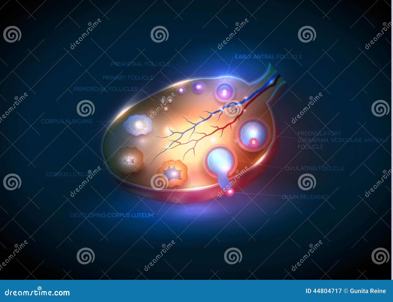 Normal Ovary, Healthy Uterus Womb Of Woman. Female Reproductive System ...