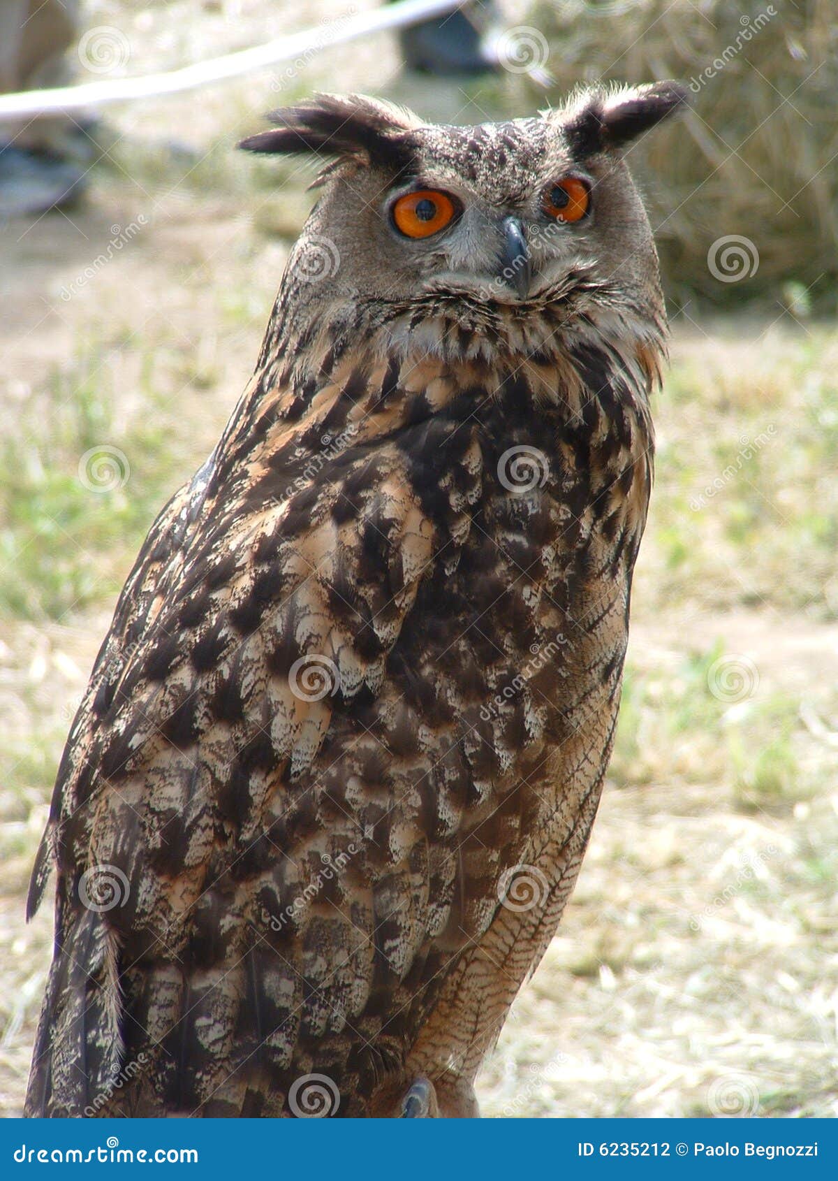 Female Owl stock photo. Image of closeup, crepuscular - 6235212