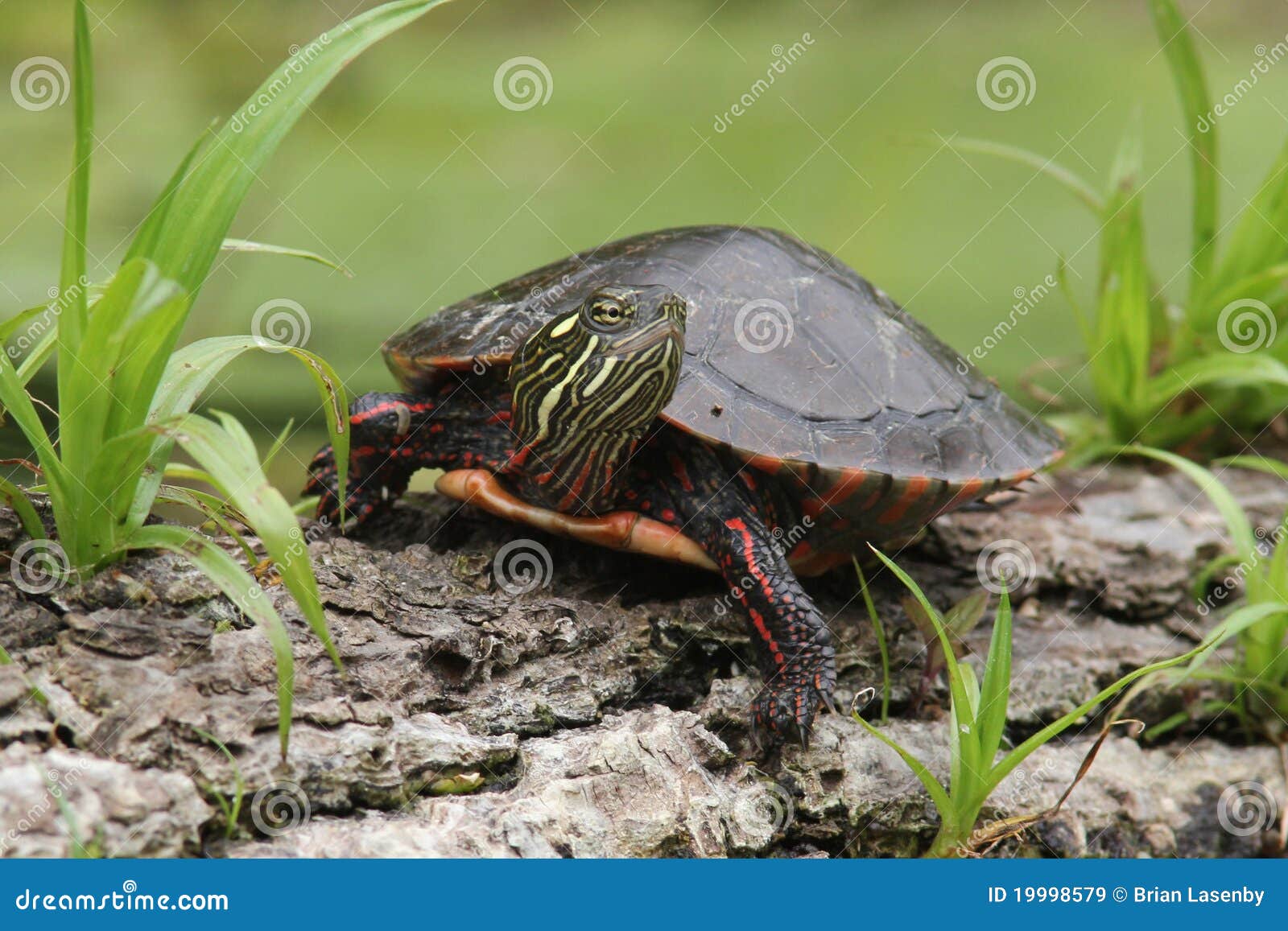 Female Painted Turtle Basking on a Log Stock Image - Image of reptile ...