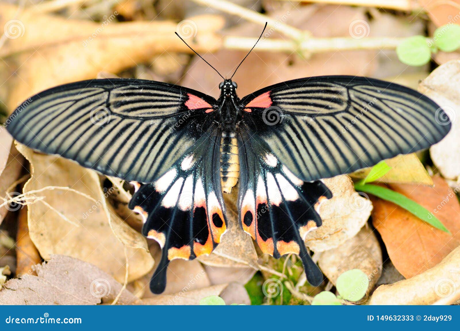 A Female Papilio Memnon in Taiwan, Butterfly, Insect, Asia, Nature ...