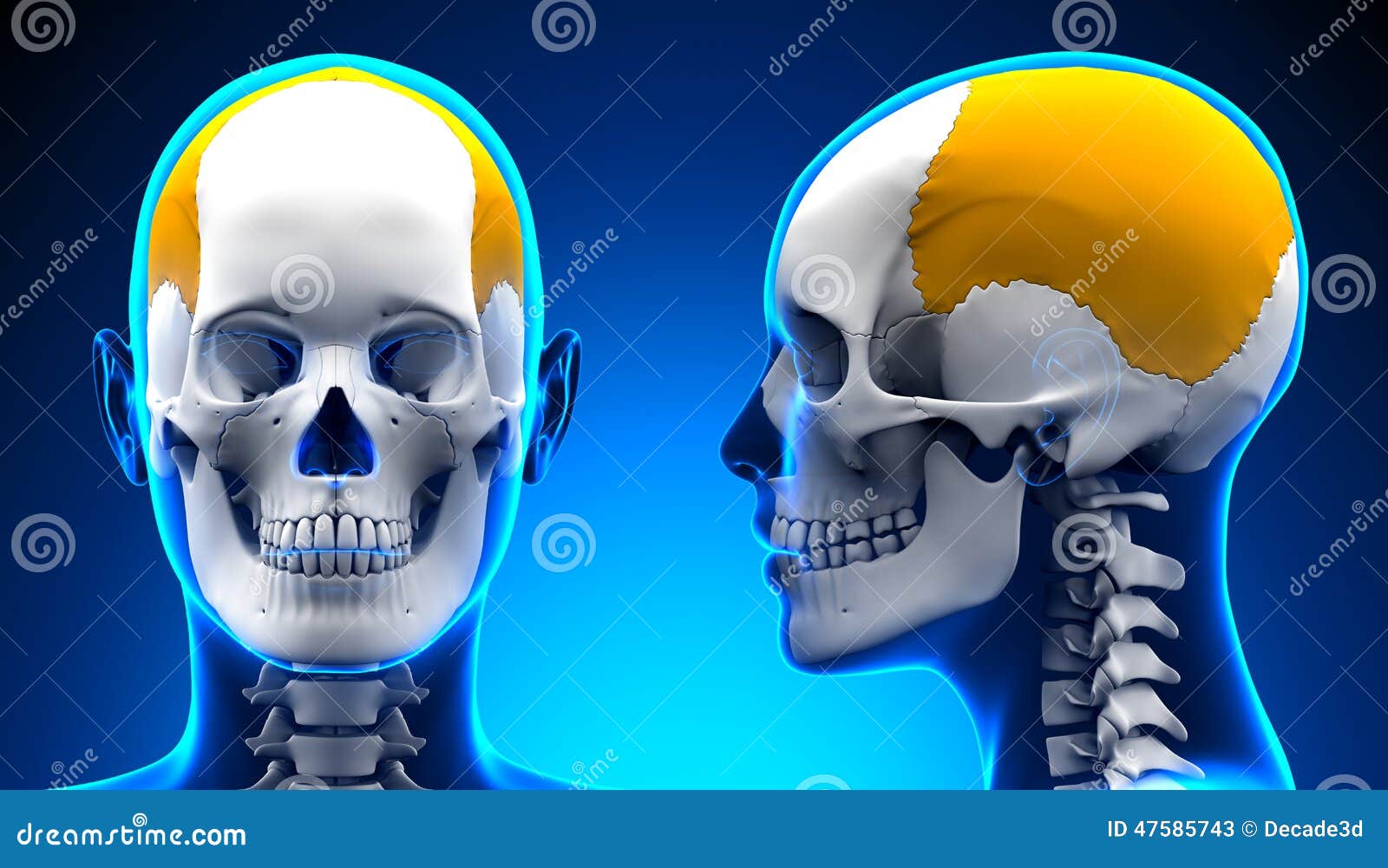 Female Parietal Bone - Skull / Cranium Anatomy Royalty-Free Stock Image ...