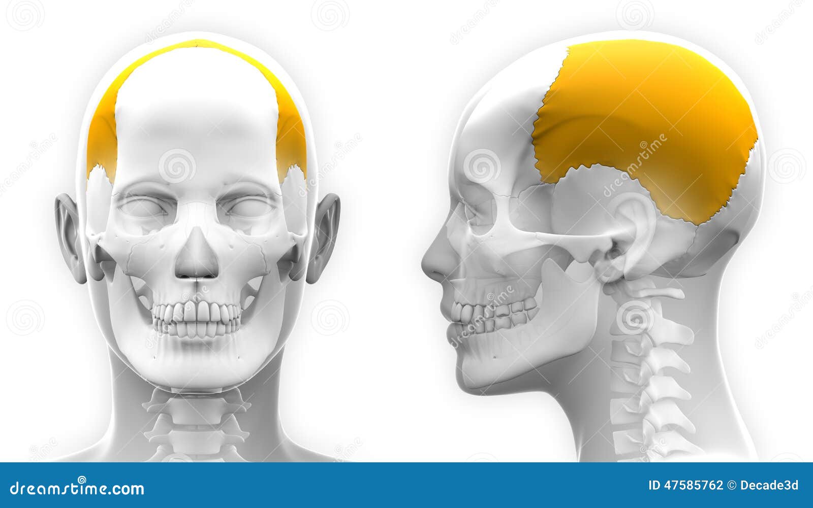 Female Parietal Bone - Skull / Cranium Anatomy Royalty-Free Stock Image ...