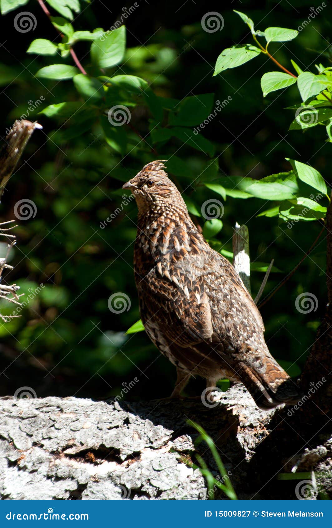 Female partridge stock image. Image of female, plucks - 15009827