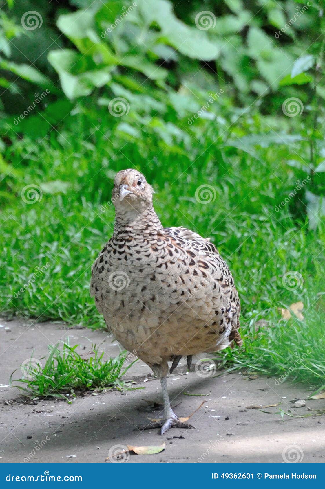 Female partridge stock image. Image of legged, partridge - 49362601