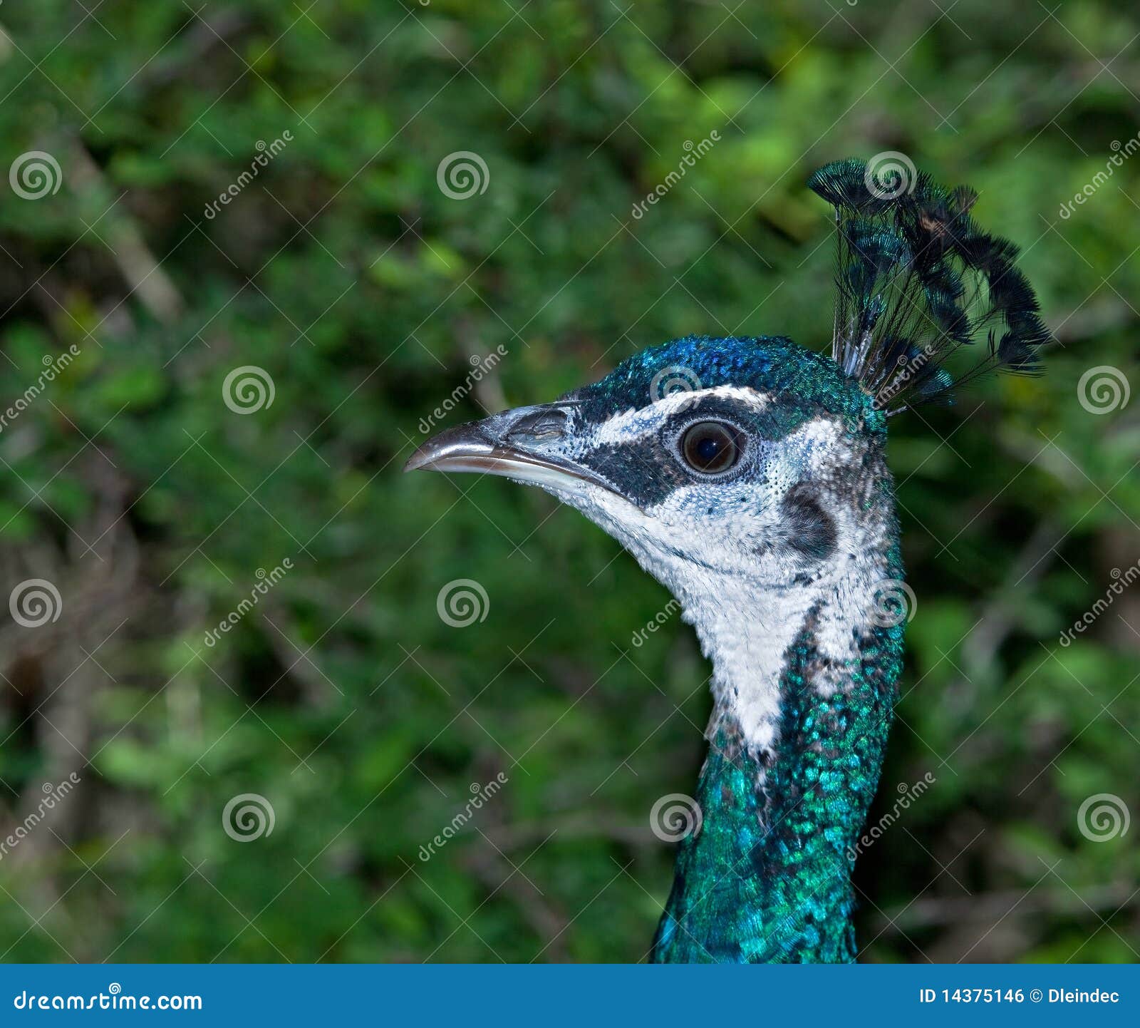 Female peacock stock photo. Image of impressive, female - 14375146