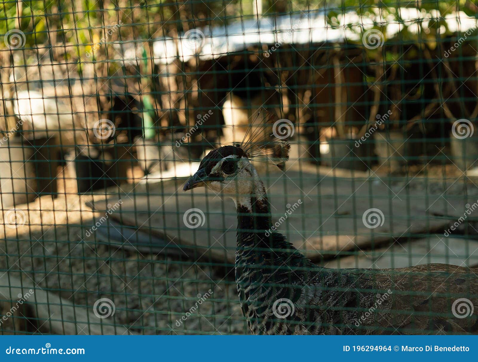 Peacock In The Cage Royalty-Free Stock Photo | CartoonDealer.com #43538175