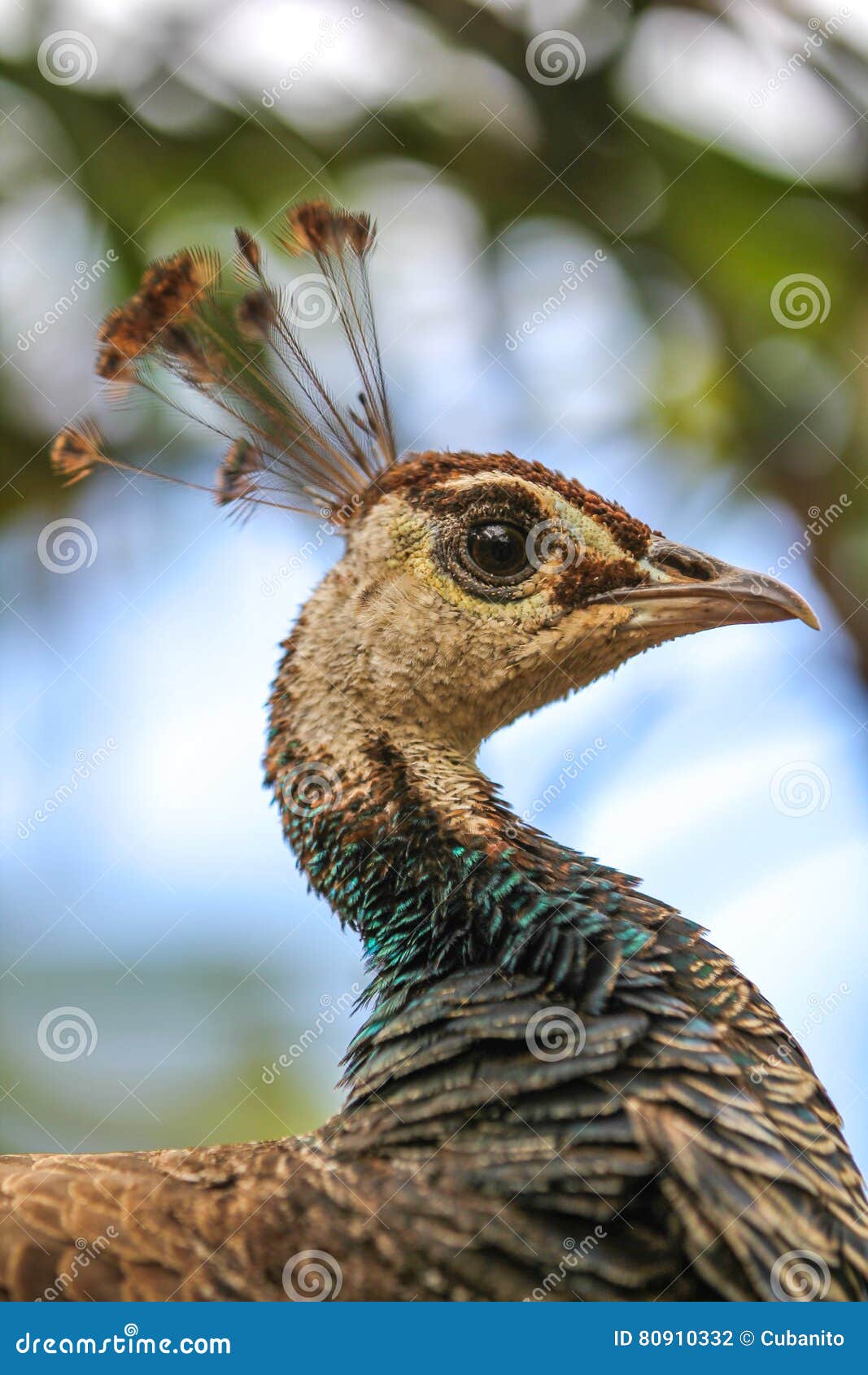 Female Peacock stock photo. Image of close, backyard - 80910332