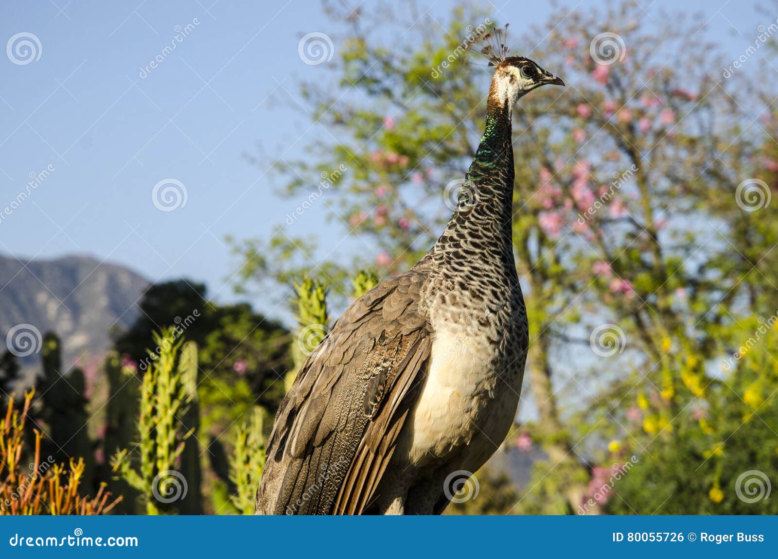 Female Peacock stock photo. Image of female, nature, wild - 80055726