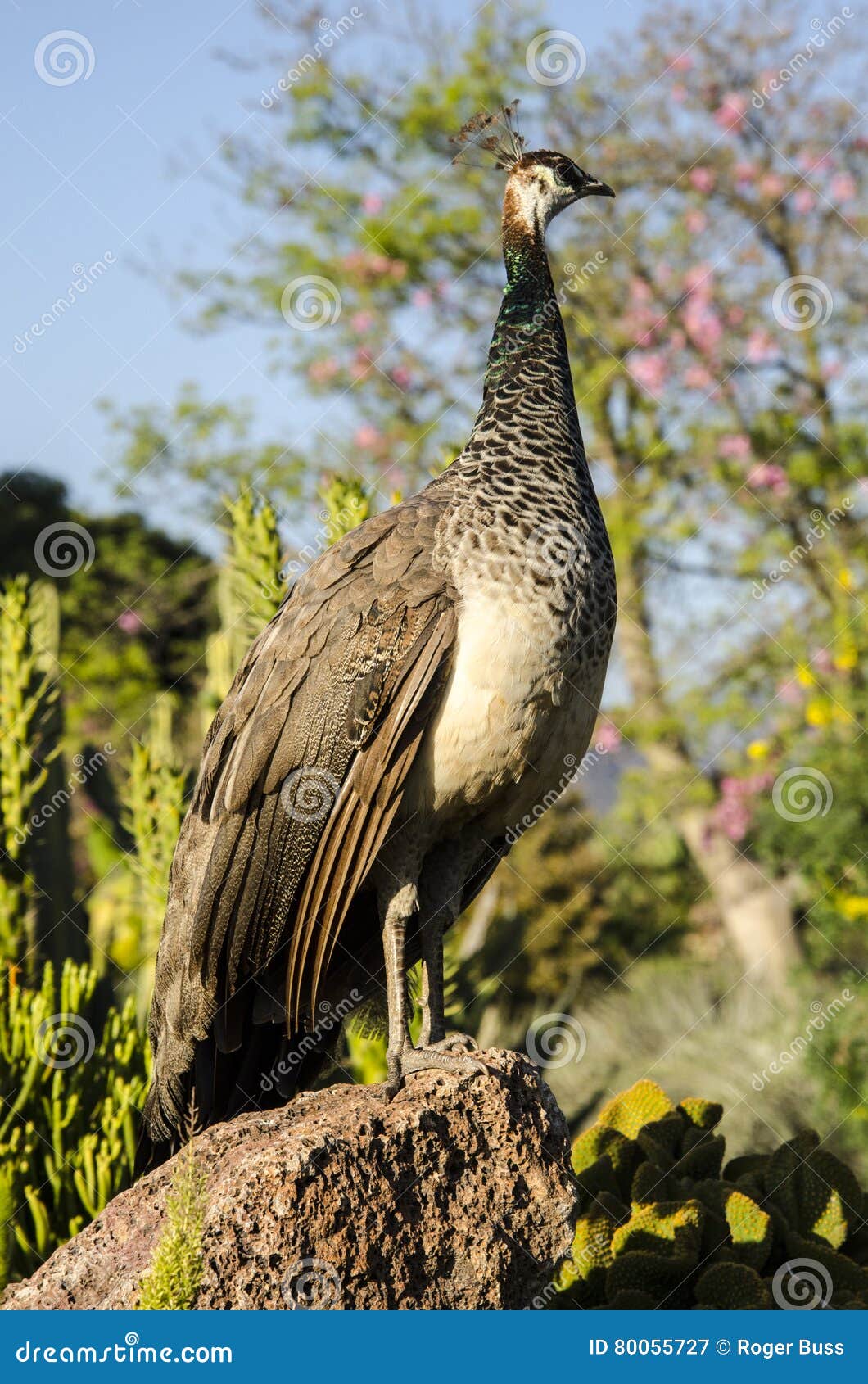 Female Peacock stock image. Image of female, galliformes - 80055727
