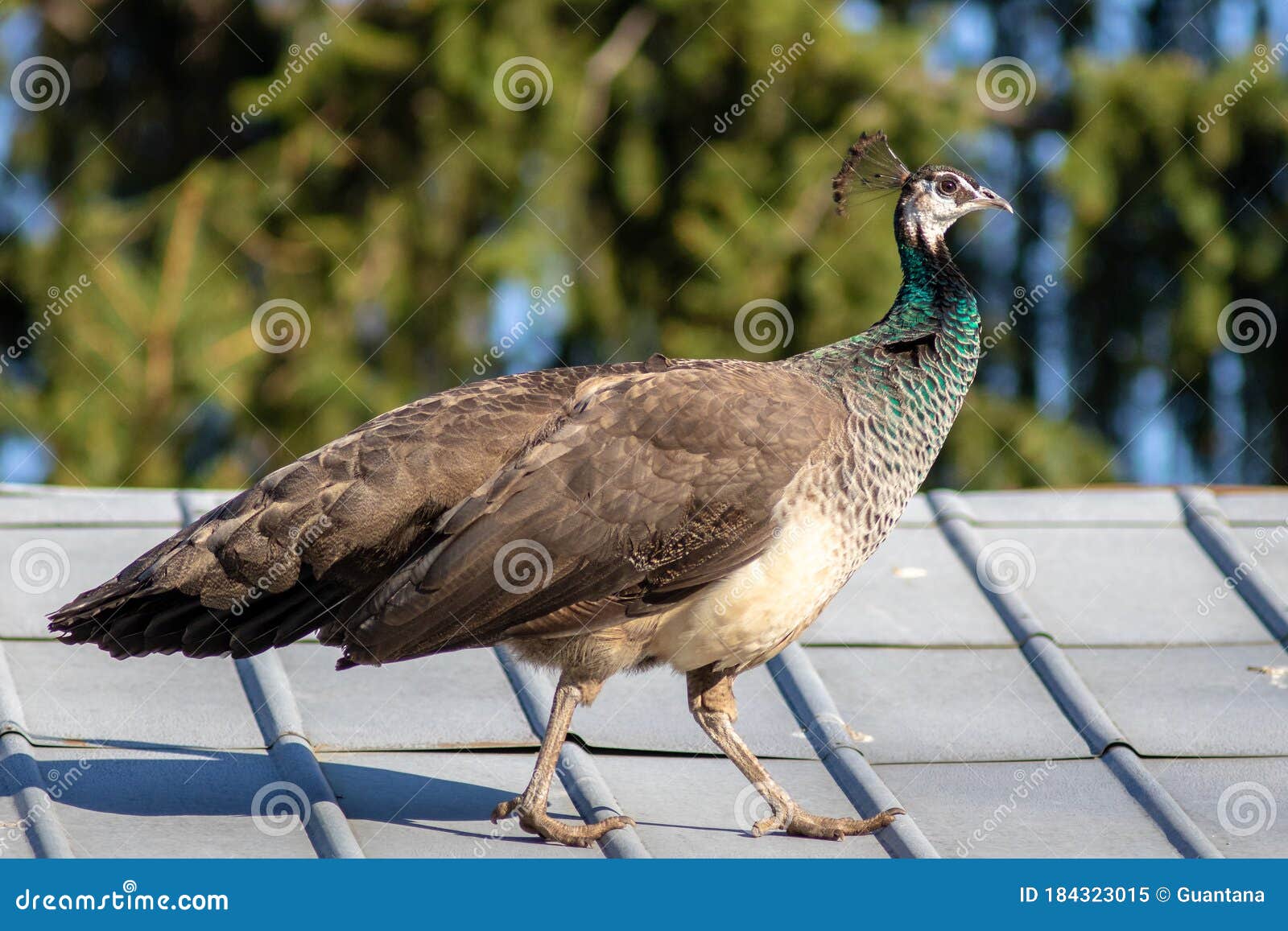 Female peacock stock image. Image of bird, background - 184323015