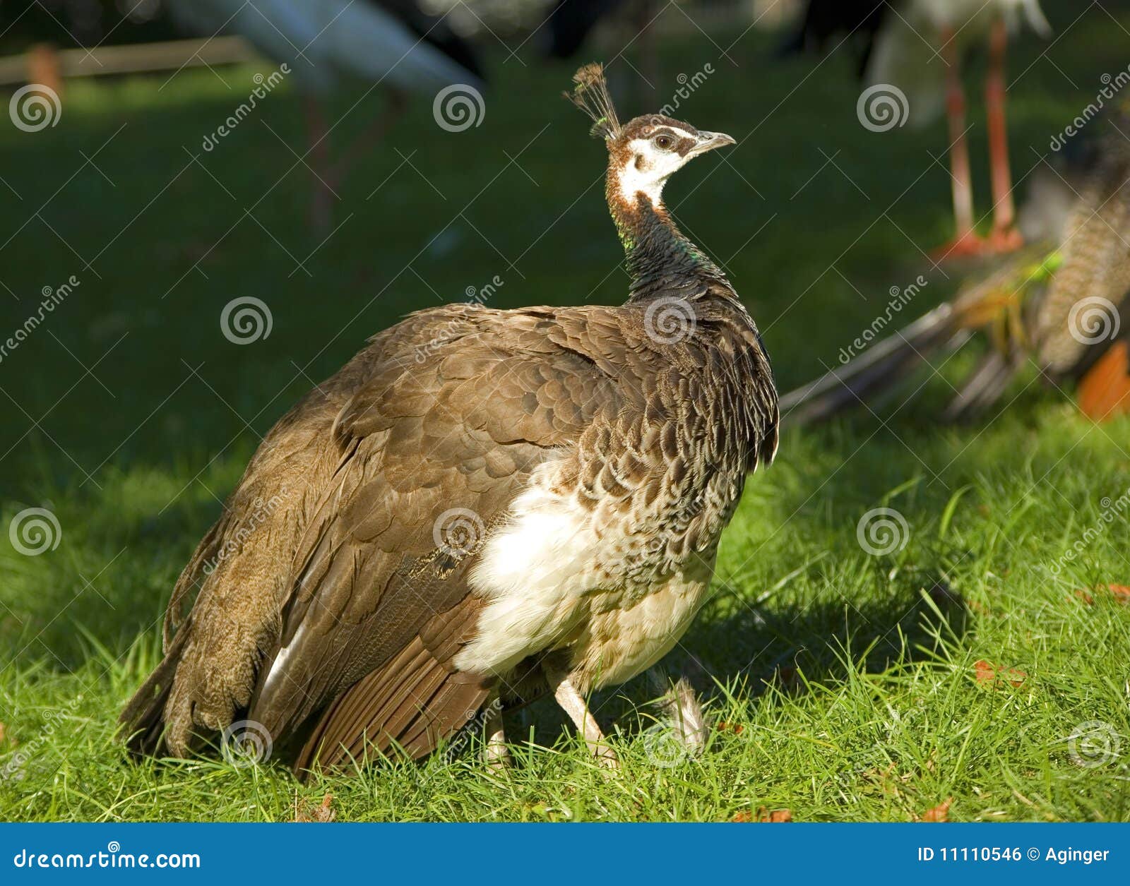 Female peacock (peahen) stock photo. Image of peacock - 11110546