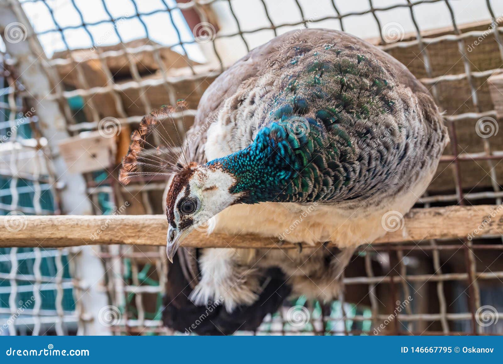Female Peacock Perches in Zoo Cage Close Up Stock Image - Image of ...