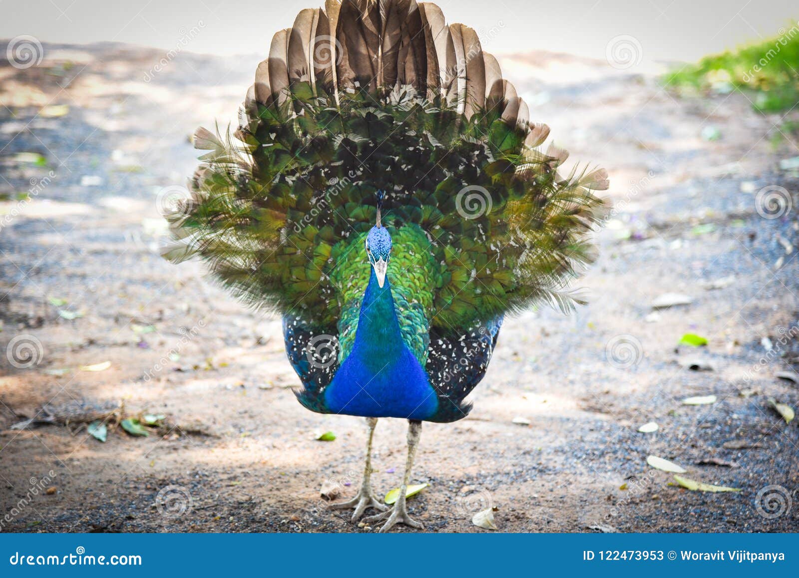Peacock Show tail stock image. Image of exotic, nature - 122473953