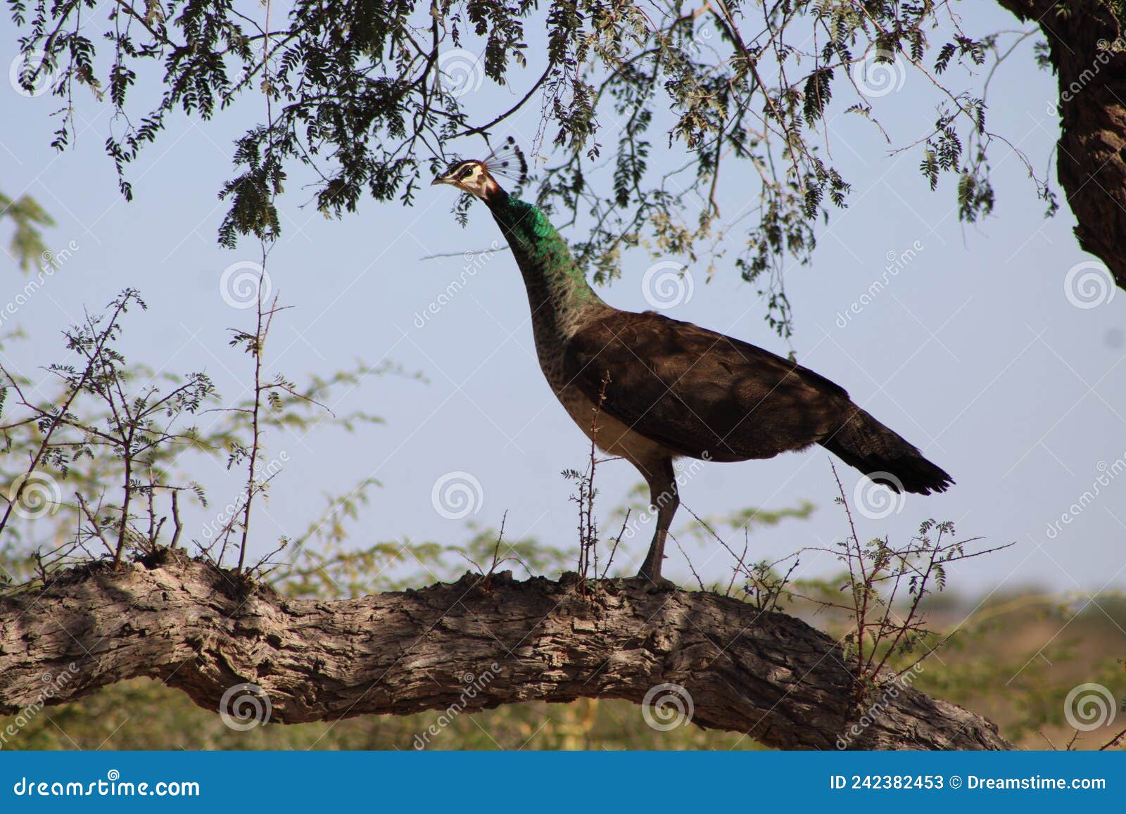 Female peacock side view stock image. Image of captured - 242382453