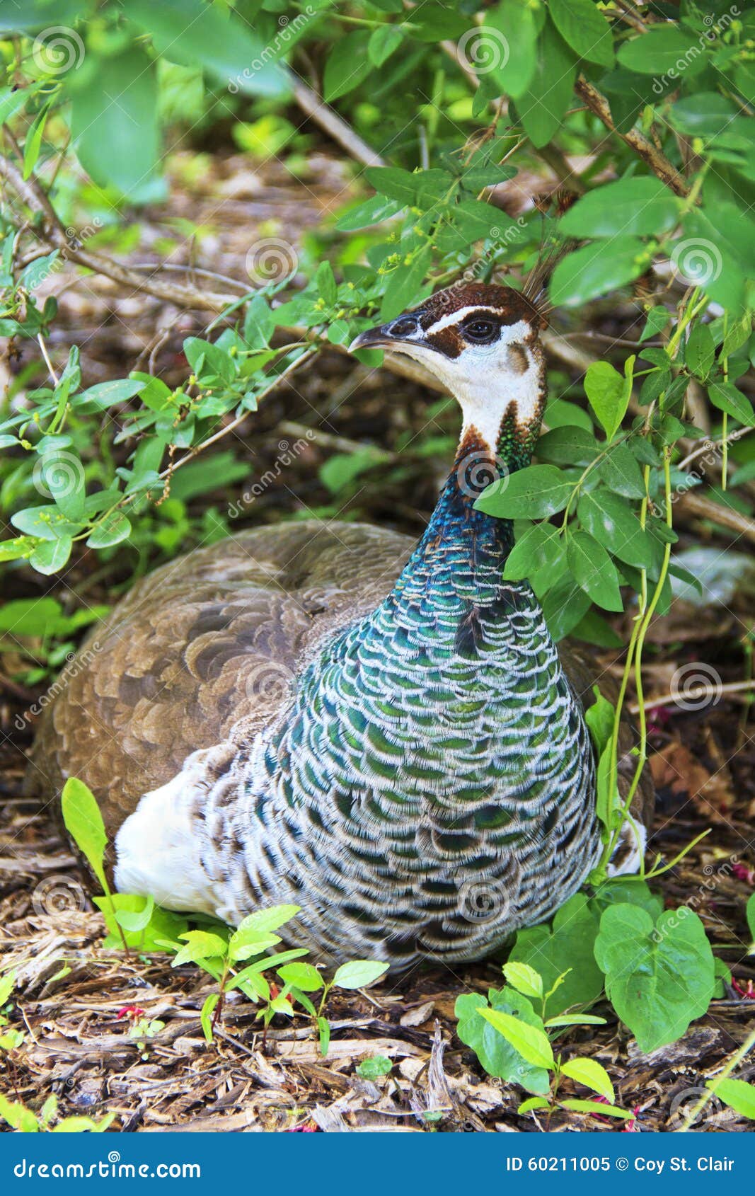 Female Peacock Under a Bush Stock Image - Image of mother, nest: 60211005