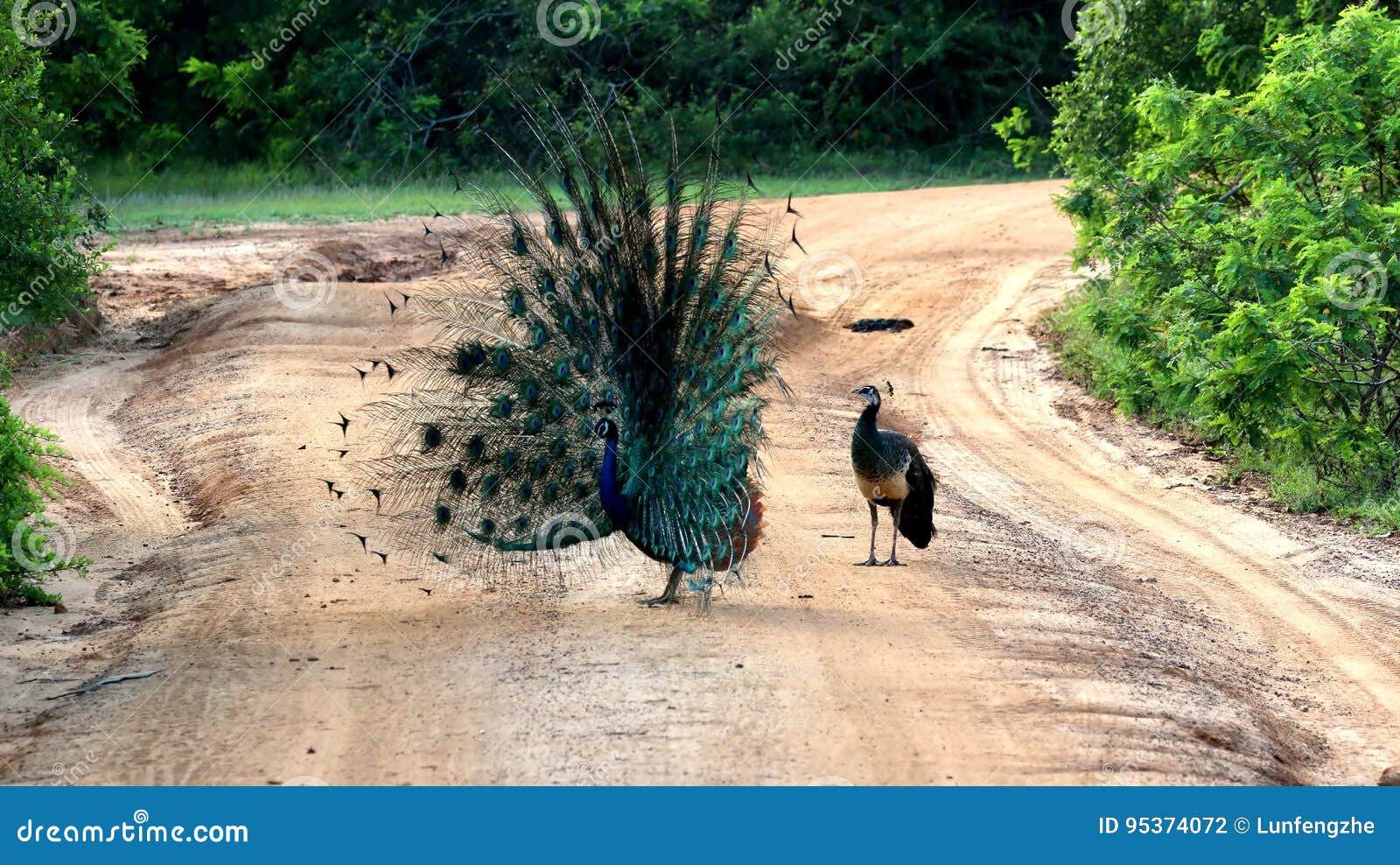 Female Peacock is Watching Male Peacock Opening Its Tail Stock Photo ...