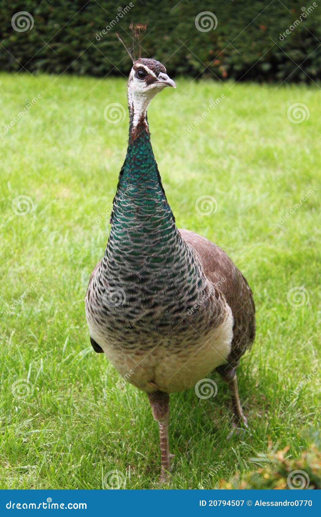 Female Peafowl stock image. Image of view, portrait, peafowl - 20794507