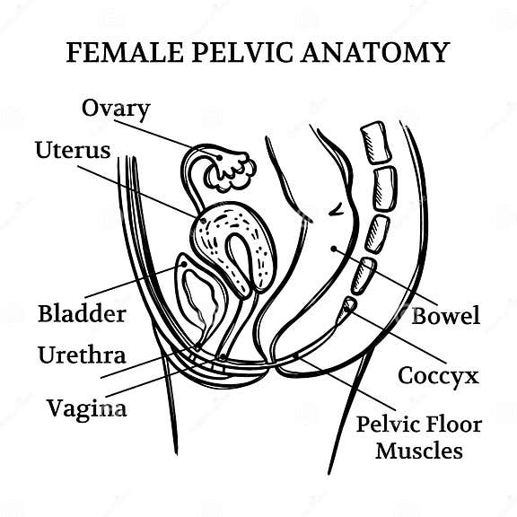 Female Pelvic Anatomy Monochrome Education Scheme Vector Set Stock