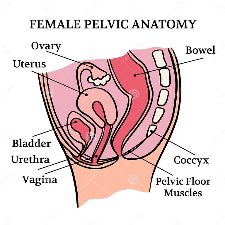 Female Pelvic Healthy Anatomy Education Scheme Vector Set Stock Vector