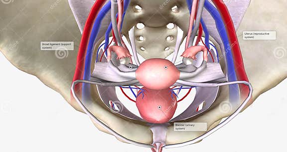 The Female Pelvis Is A Bowl Shaped Cavity Within The Hip Bones That Contains Reproductive